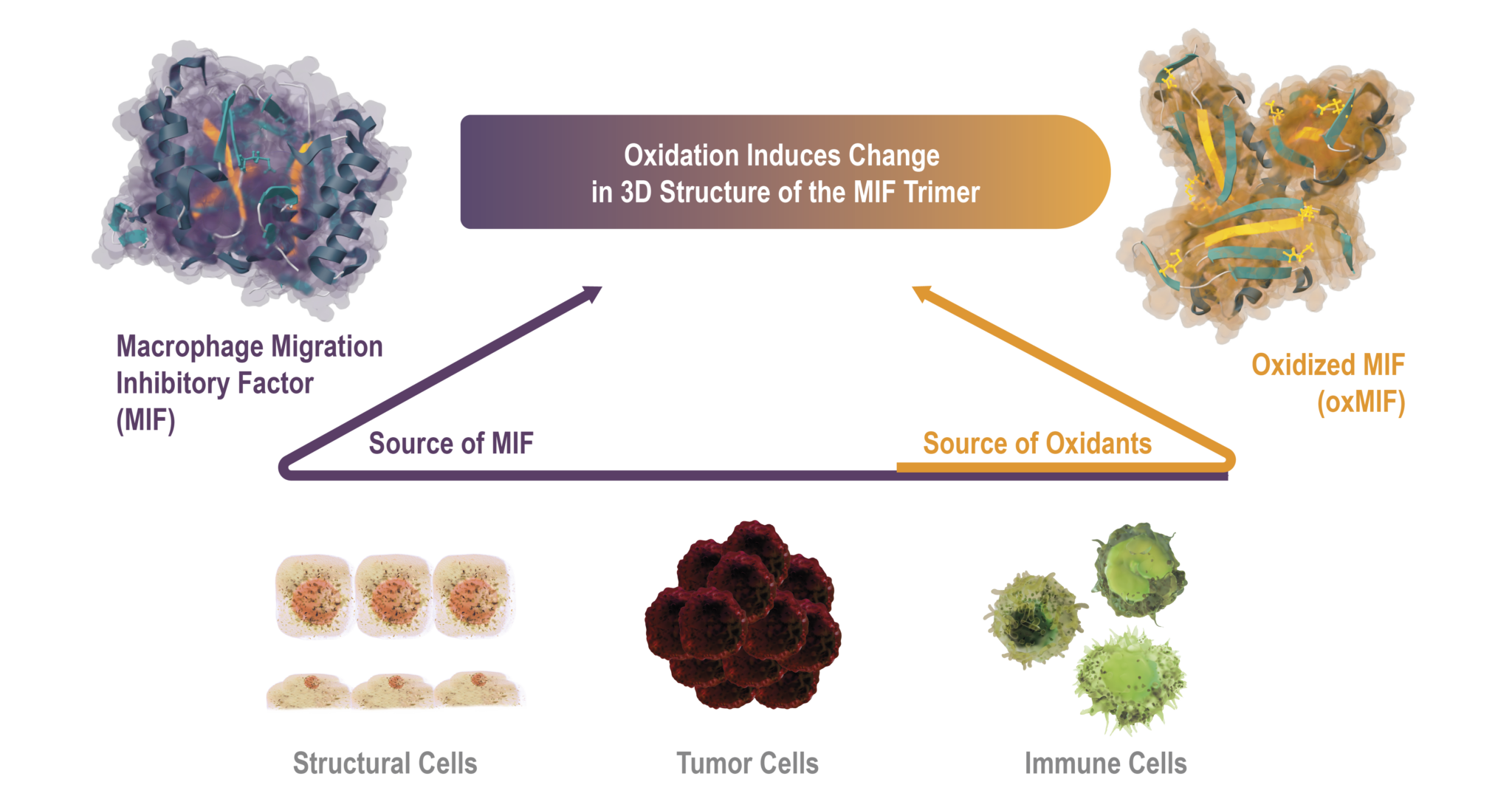 Technology Platforms - OncoOne